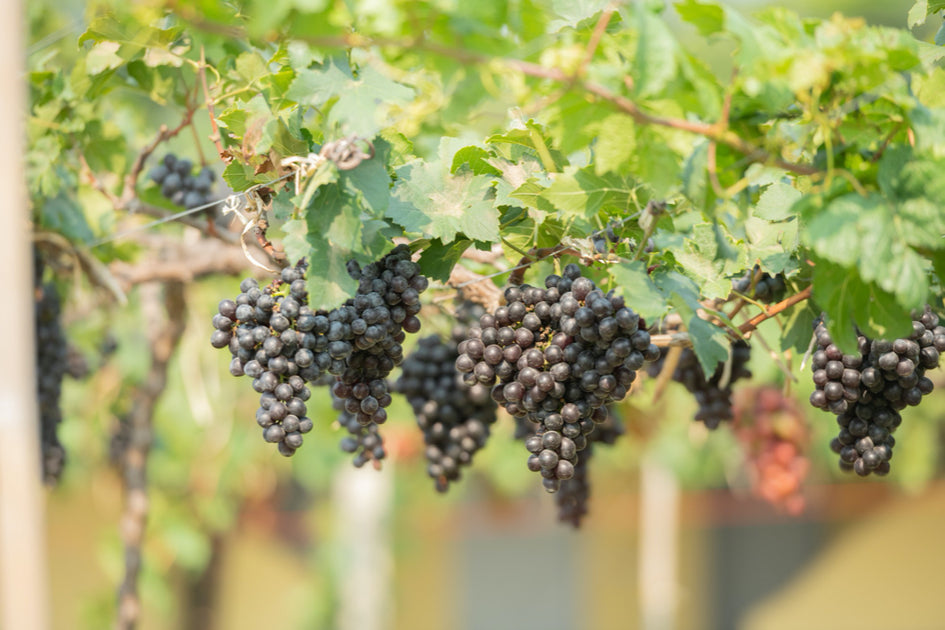 Grape Seed Extract: Health Benefits, Uses and Side Effects - Auric